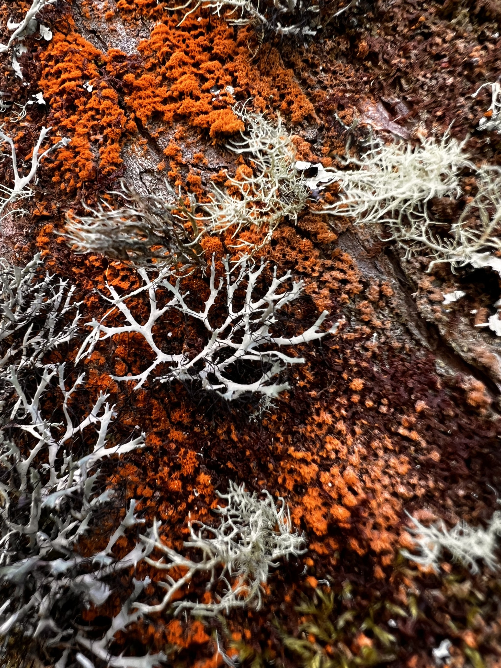 Intro to Lichen Anatomy – Look, a Lichen!