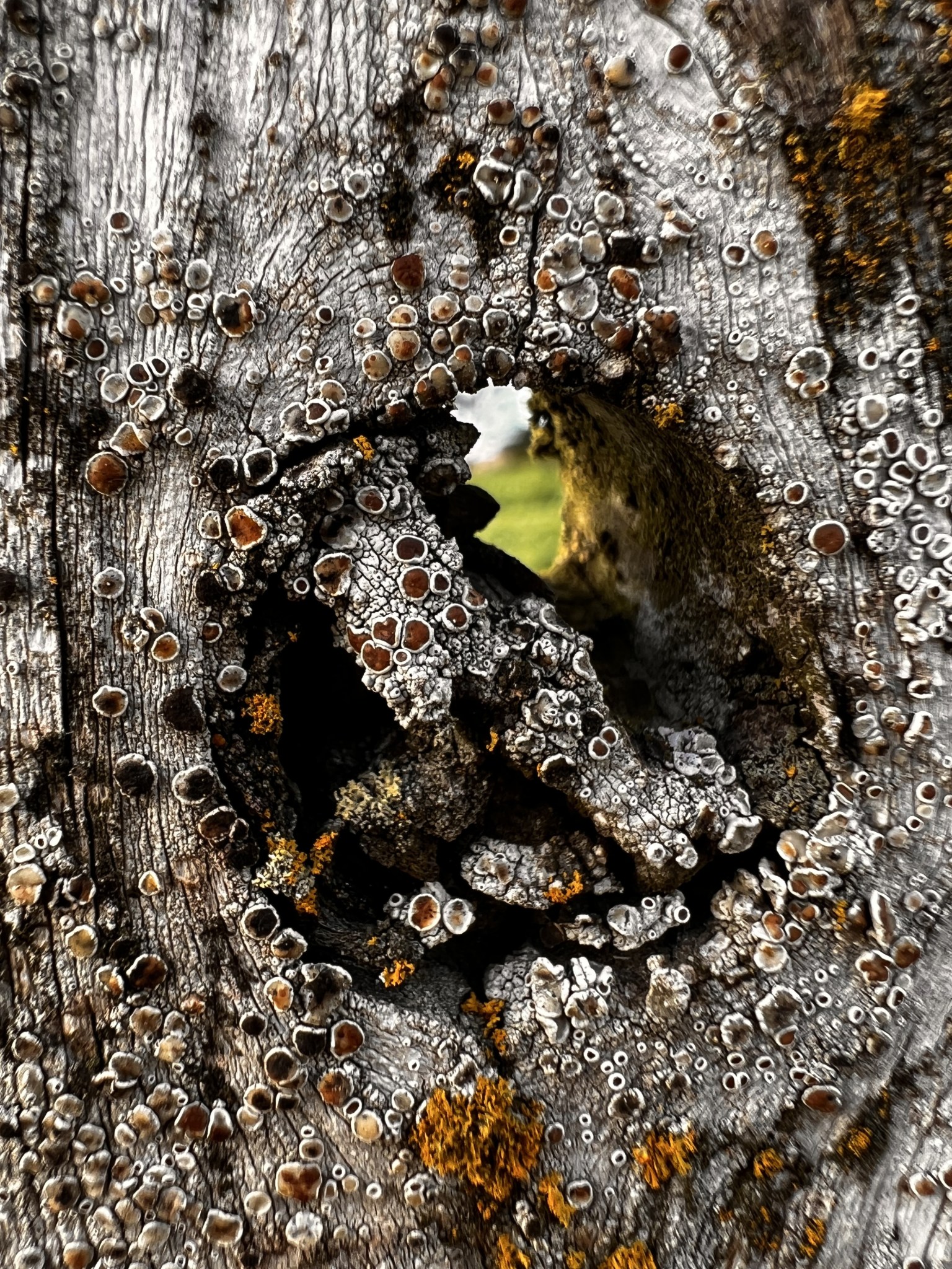 Intro to Lichen Anatomy – Look, a Lichen!