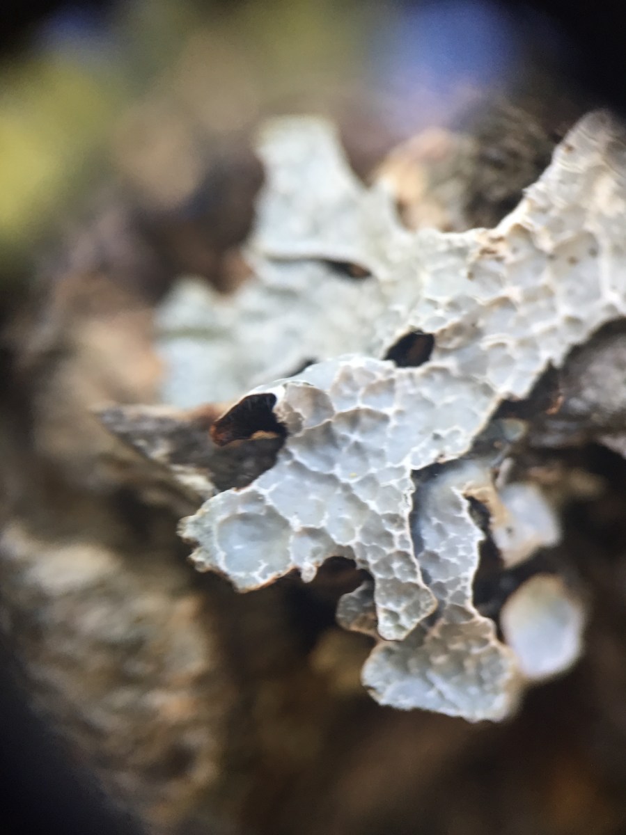 Meet the Lichens Episode 7: A Lichen Miscellany – Look, a Lichen!